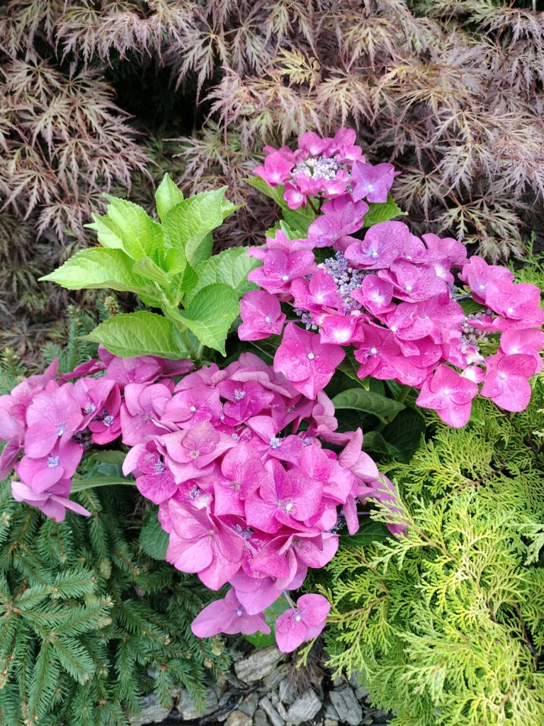 Hortensja Frisbee Hot Pink XXL DUŻA SADZONKA 5L - rosliny-krakowscy.pl
