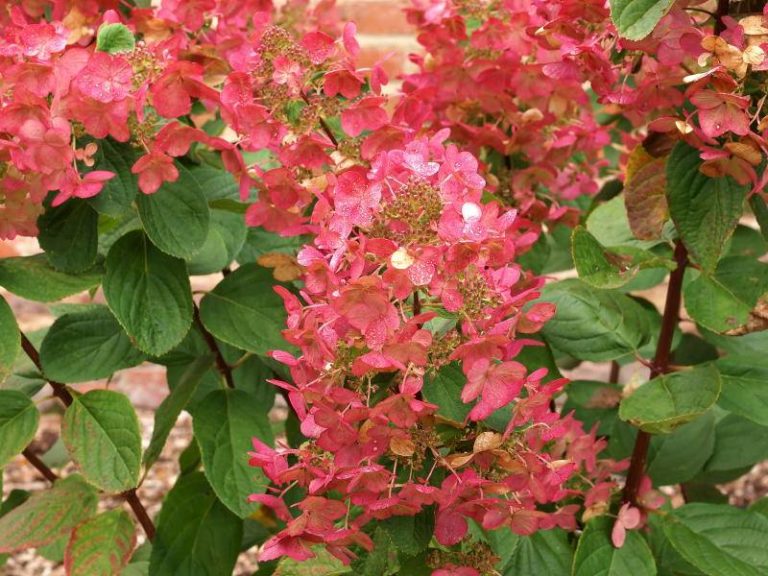 Hortensja bukietowa Magical Flame - rosliny-krakowscy.pl